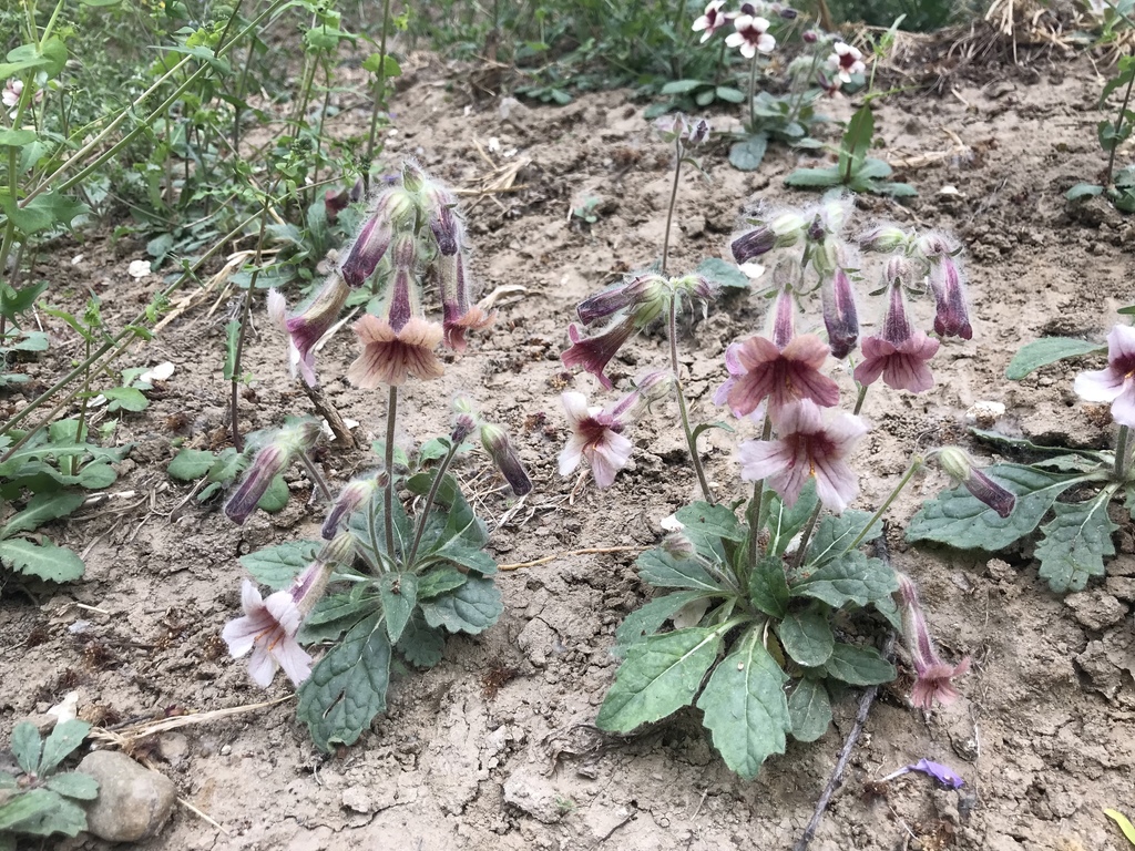 Rehmannia (Rehmannia glutinosa) - Botanical Realm