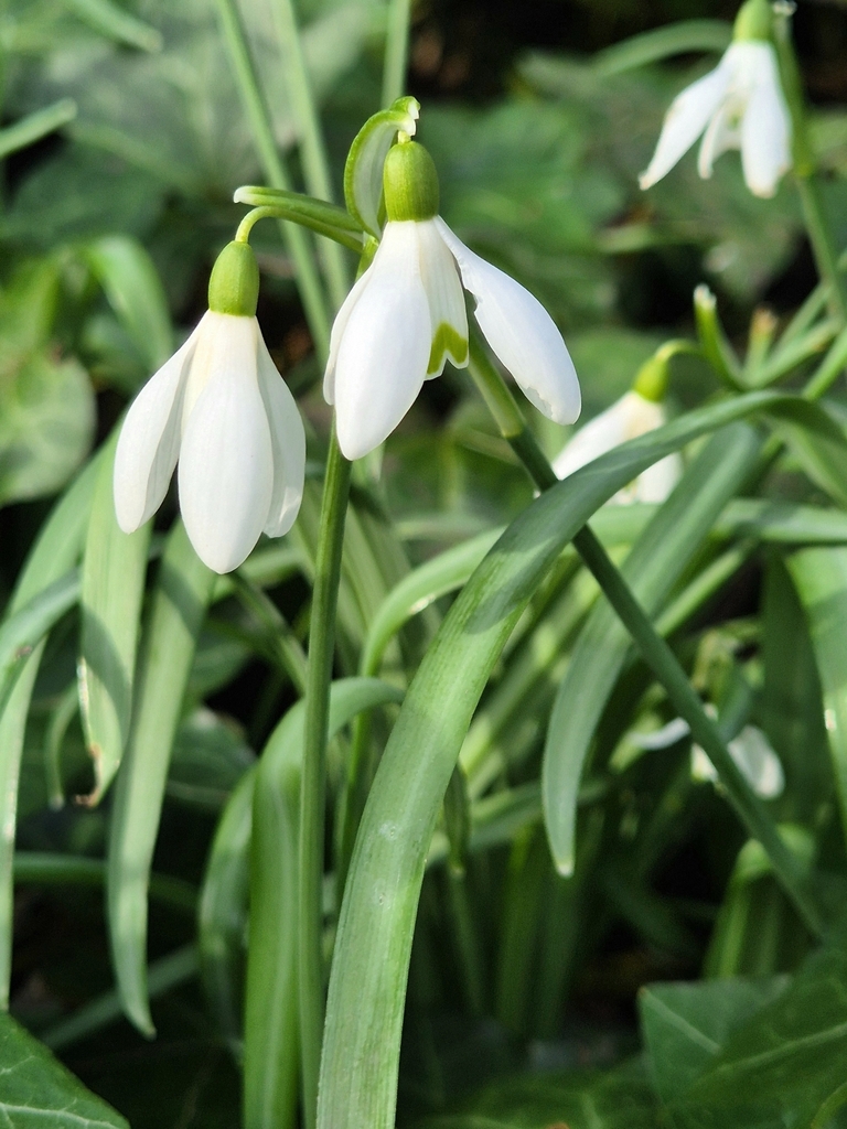 common snowdrop from Liverpool L1 7AZ, UK on February 20, 2024 at 10:15 ...