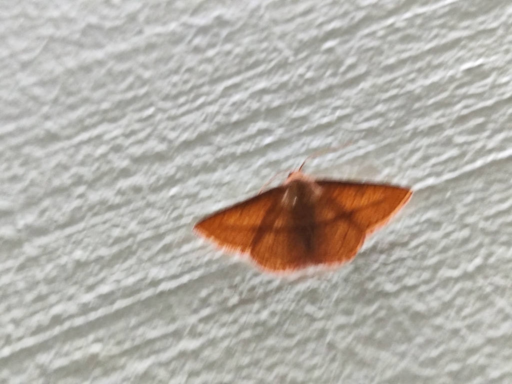 Striglina scitaria from 39W8+W4V, Erumathala West, Aluva, Kerala 683101 ...