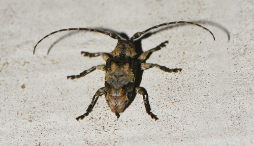 Subspecies Idactus ellioti ellioti · iNaturalist