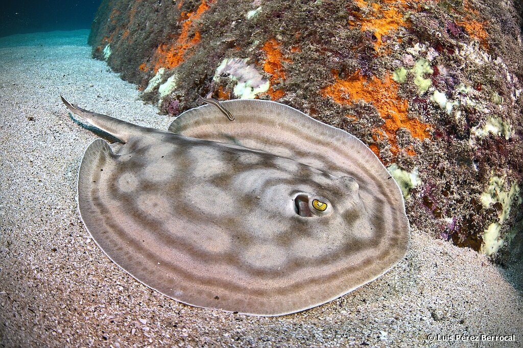 Rays (Batoidea) - Marine Life Identification
