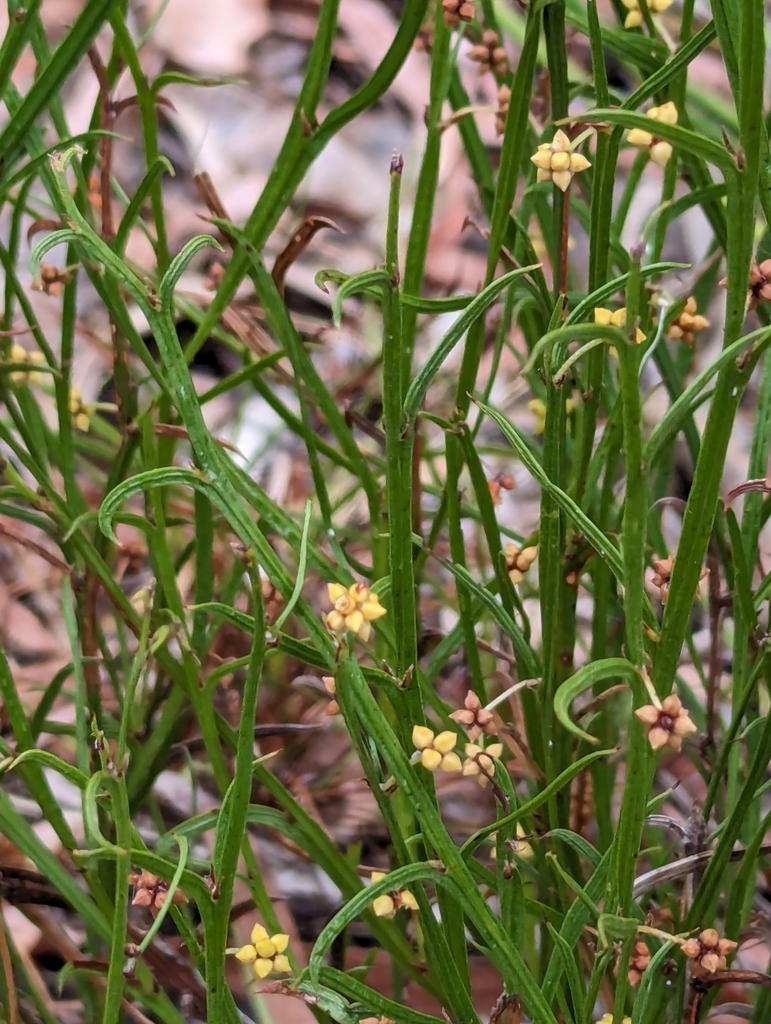 Narrow-winged Wattle in February 2024 by Caitlin. Small shrub, about ...
