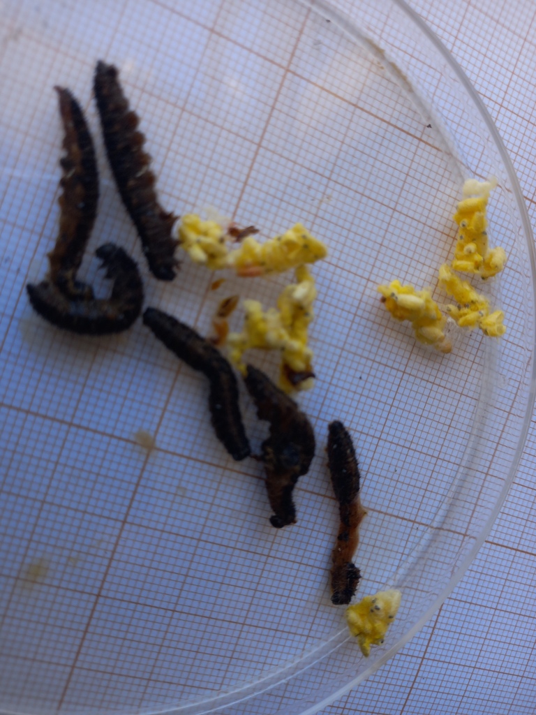 Large White from Escola Pedro Santarém on February 20, 2024 at 10:06 AM ...