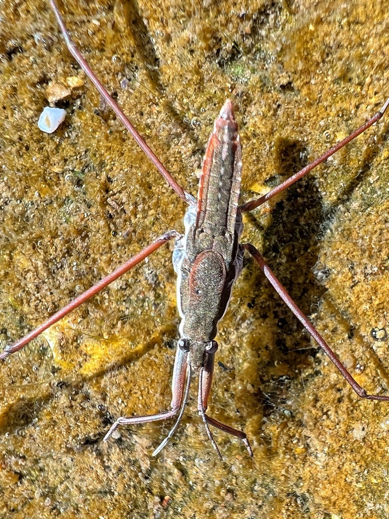 North American Common Water Strider from Roaring River State Park ...