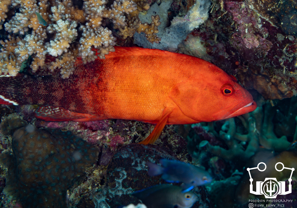 Flagtail Grouper (Cephalopholis urodeta) - Marine Life Identification