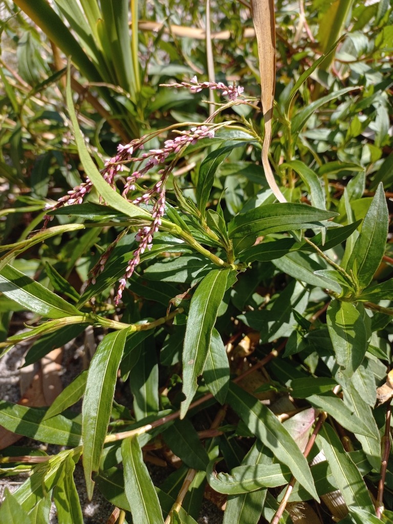 slender knotweed from Greater Hermanus, South Africa on 16 February ...