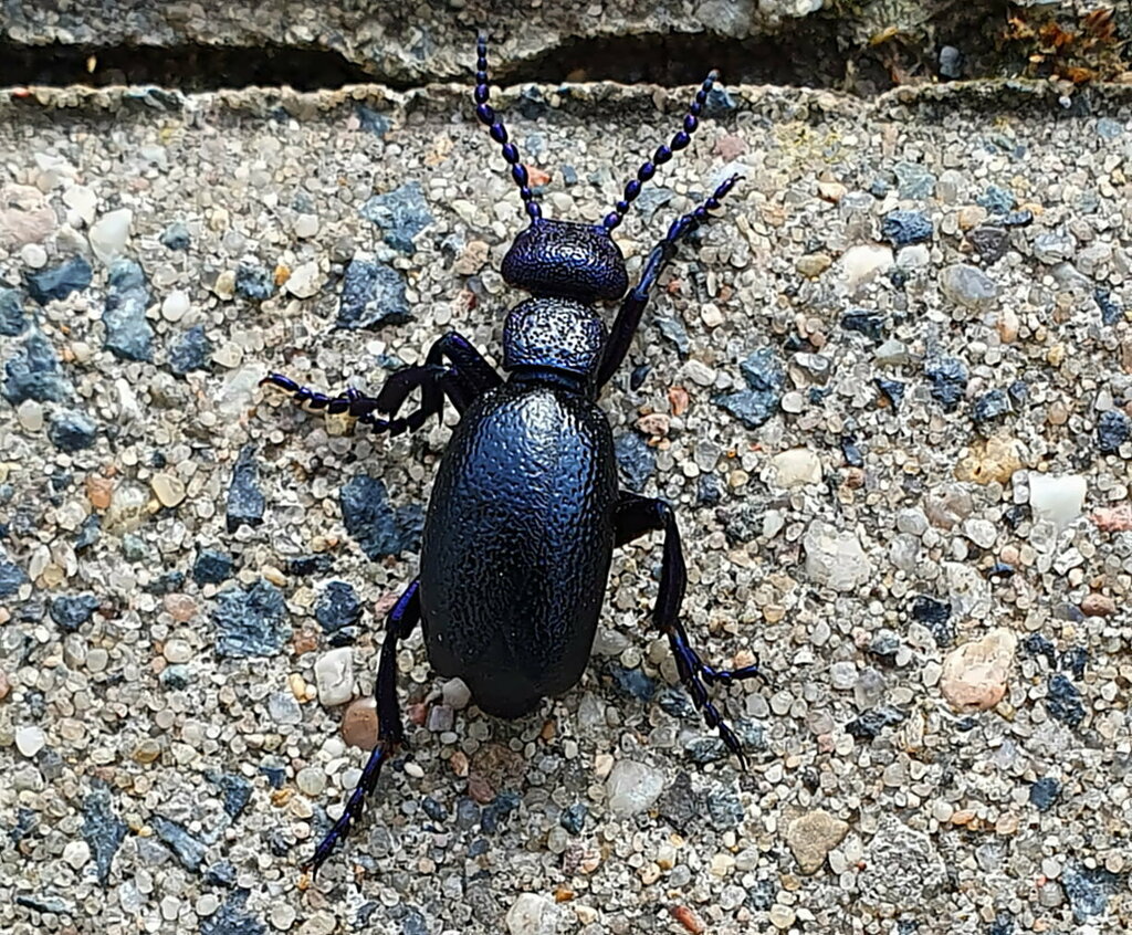 Black Oil Beetle from Eisenbahnstraße, 06258 Schkopau, Deutschland on ...
