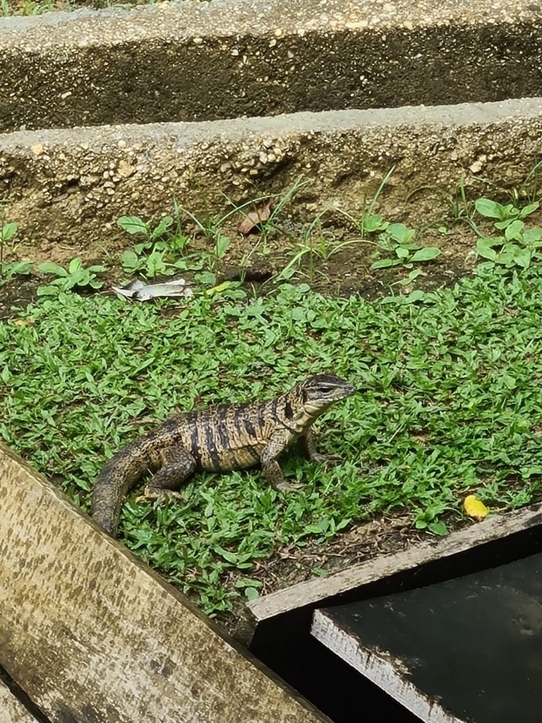 Cryptic Golden Tegu from 9PM2+3J4, Tabaquite, Trinidad and Tobago on ...