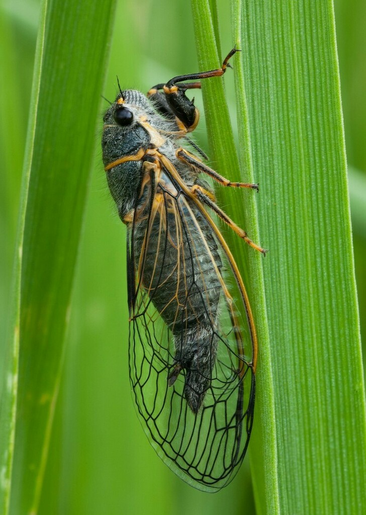 Wing-tapping Cicadas from Fremont County, WY, USA on June 4, 2014 at 12 ...