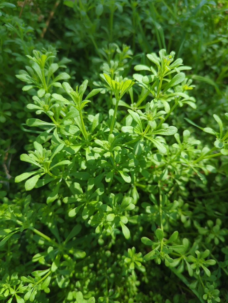 catchweed bedstraw from Menard, TX 76859, USA on February 20, 2024 at ...