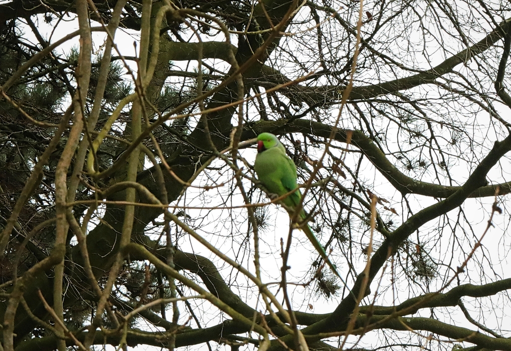 Rose-ringed Parakeet from Sefton Park, Mossley Hill Drive, Mossley Hill ...