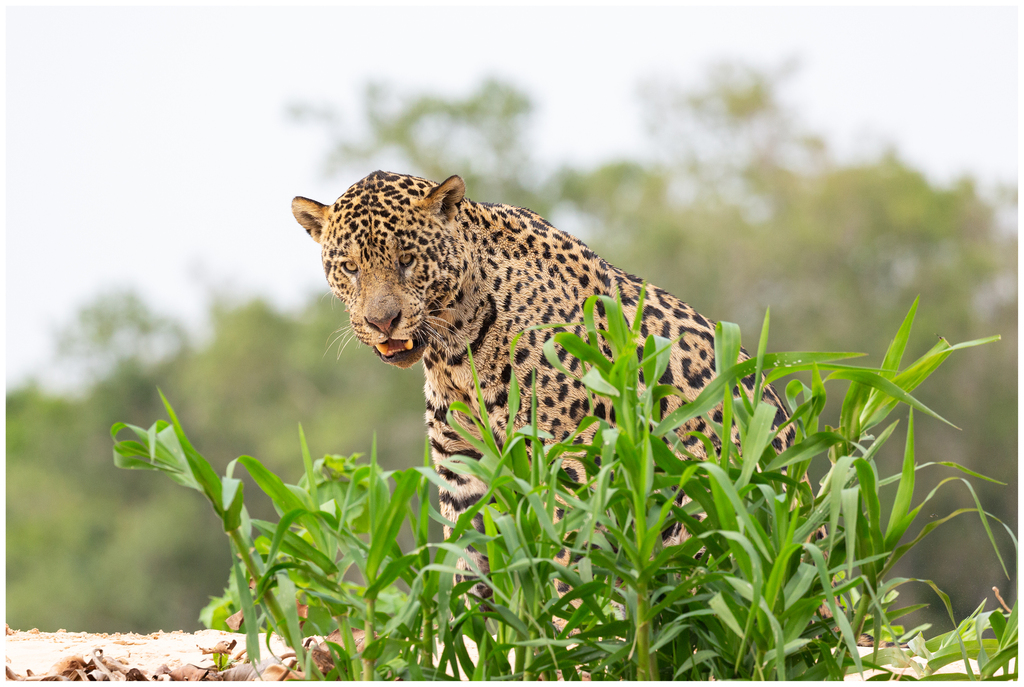 Jaguar (Panthera onca) - Know Your Mammals
