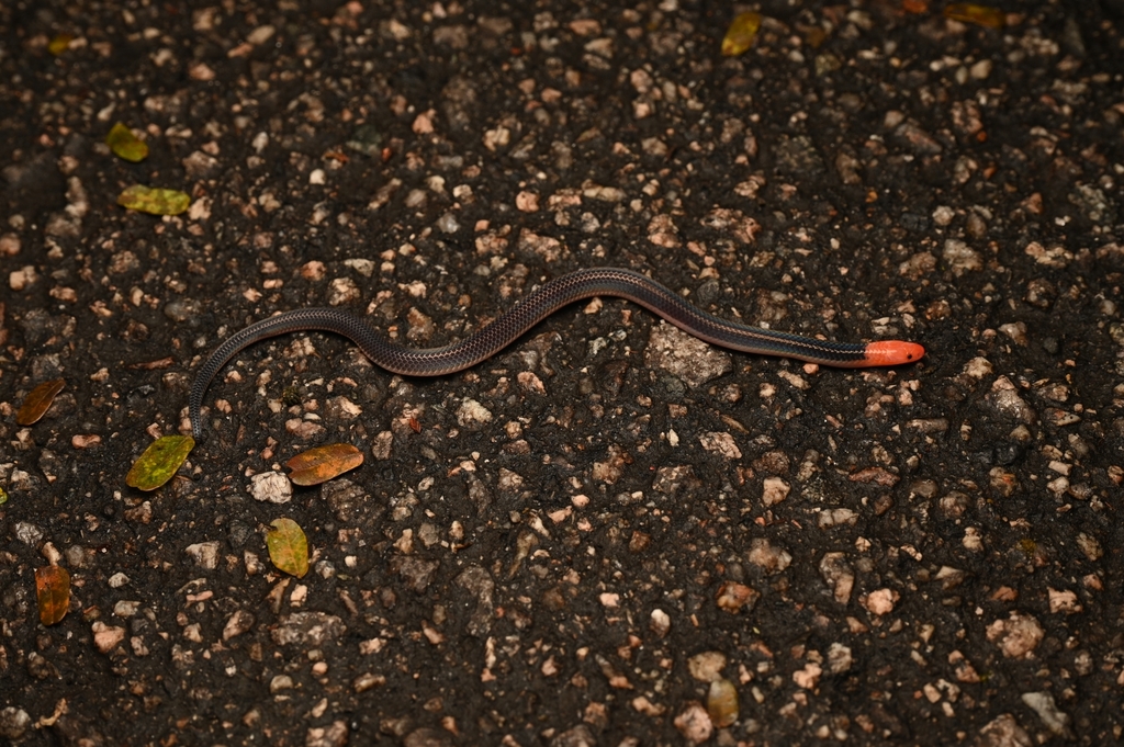 Pink-headed Reed Snake from Singapore on February 20, 2024 at 11:27 PM ...