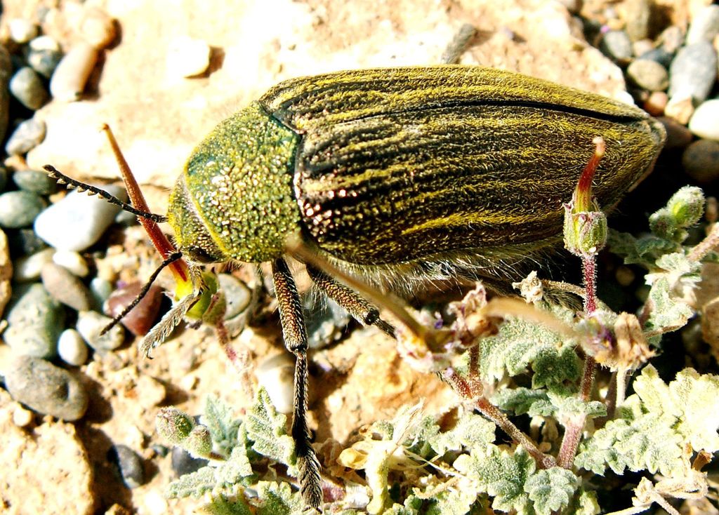 Julodis pubescens yvenii from Ierapetra on April 29, 2016 by Steve ...