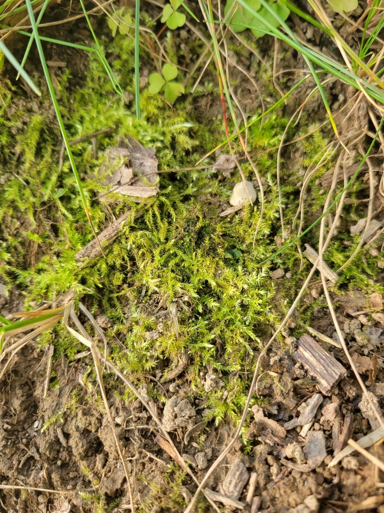 velvet feather-moss from Hoosick, NY, USA on September 26, 2023 at 05: ...