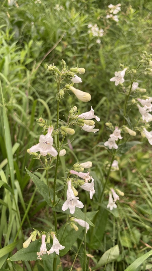 foxglove beardtongue from The Lake, New York, NY, US on June 7, 2023 at ...