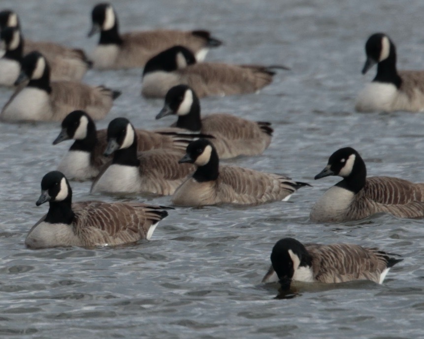Richardson's Cackling Goose from Prince George's County, MD, USA on ...