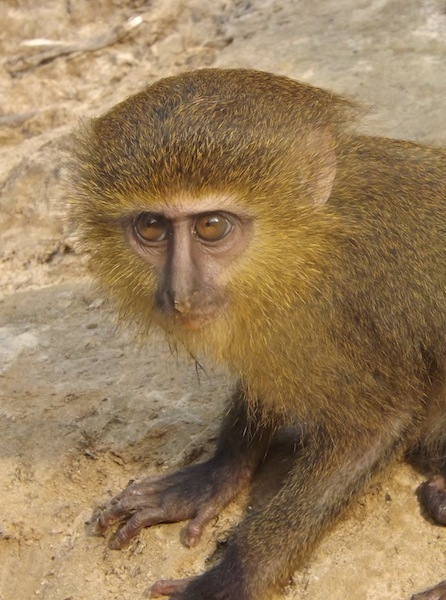 Lesula (Cercopithecus lomamiensis) - Know Your Mammals