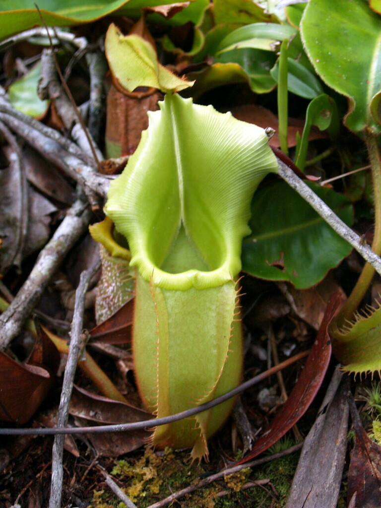Veitch's pitcher-plant (Nepenthes veitchii) - Botanical Realm
