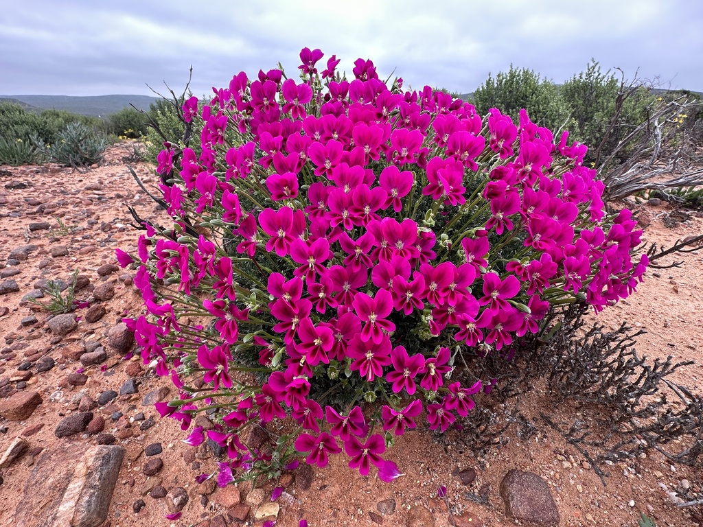 silky pelargonium from Nigramoep, Springbok, NC, ZA on August 31, 2023 ...