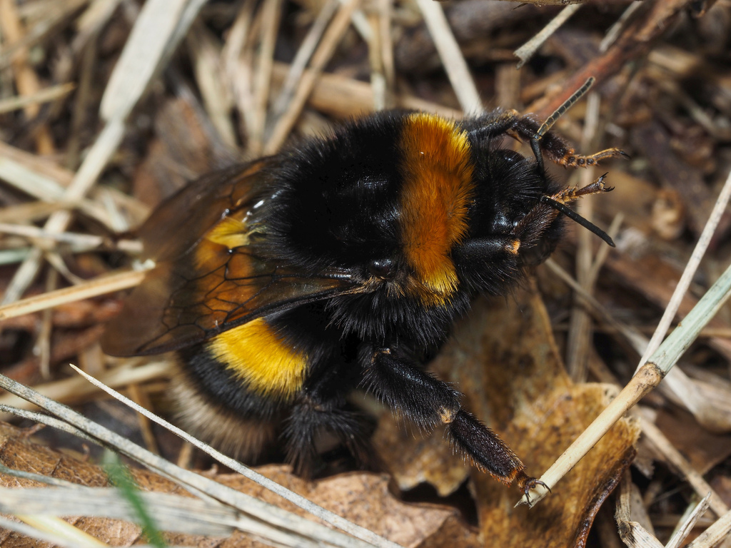 Buff-tailed Bumble Bee from Provincia di Messina, Italia on November 2 ...