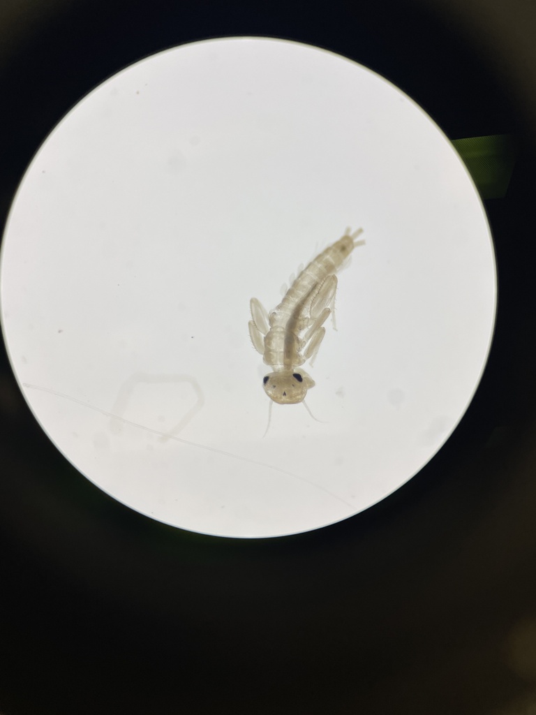 Mayflies from Kananaskis, AB, CA on September 24, 2022 at 09:58 AM by ...