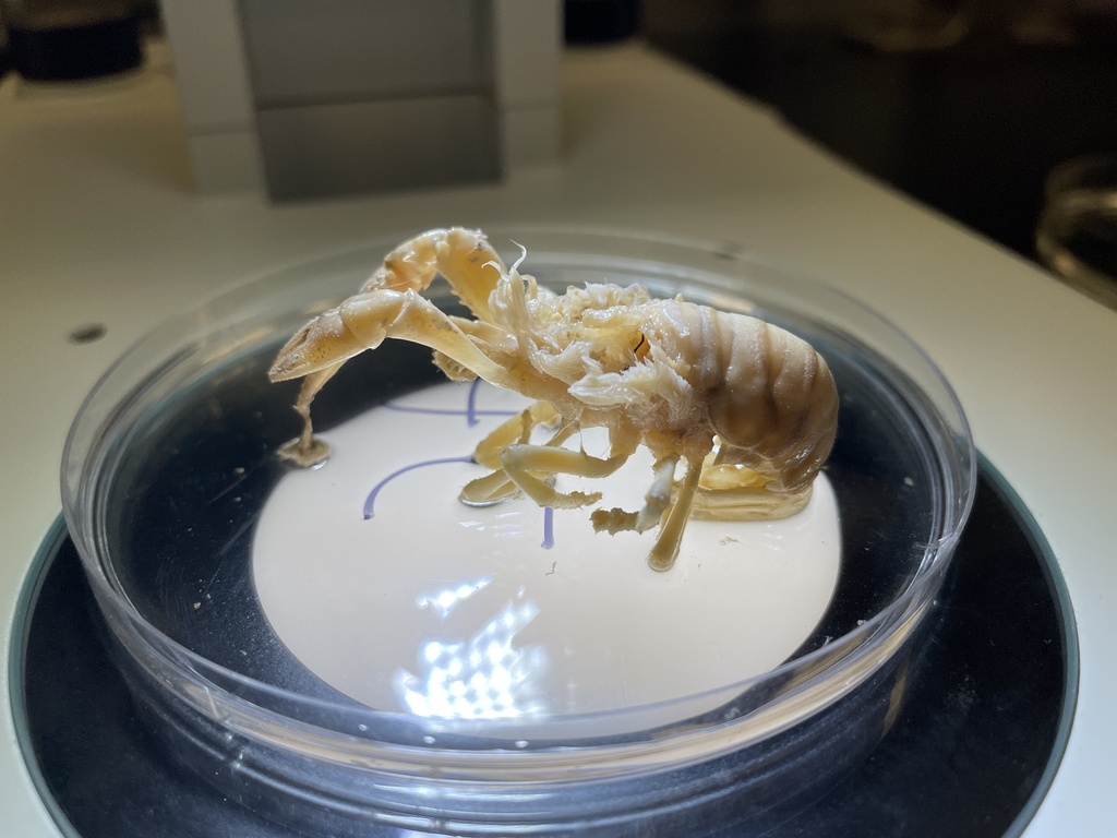 Virile Crayfish from Sandy Beach, Calgary, AB, CA on September 25, 2022 ...