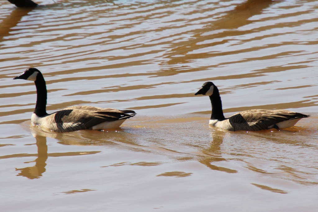 Canada Goose from Putnam County, WV, USA on February 20, 2024 at 01:52 ...