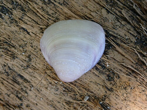 Polymesoda arctata · NaturaLista Colombia