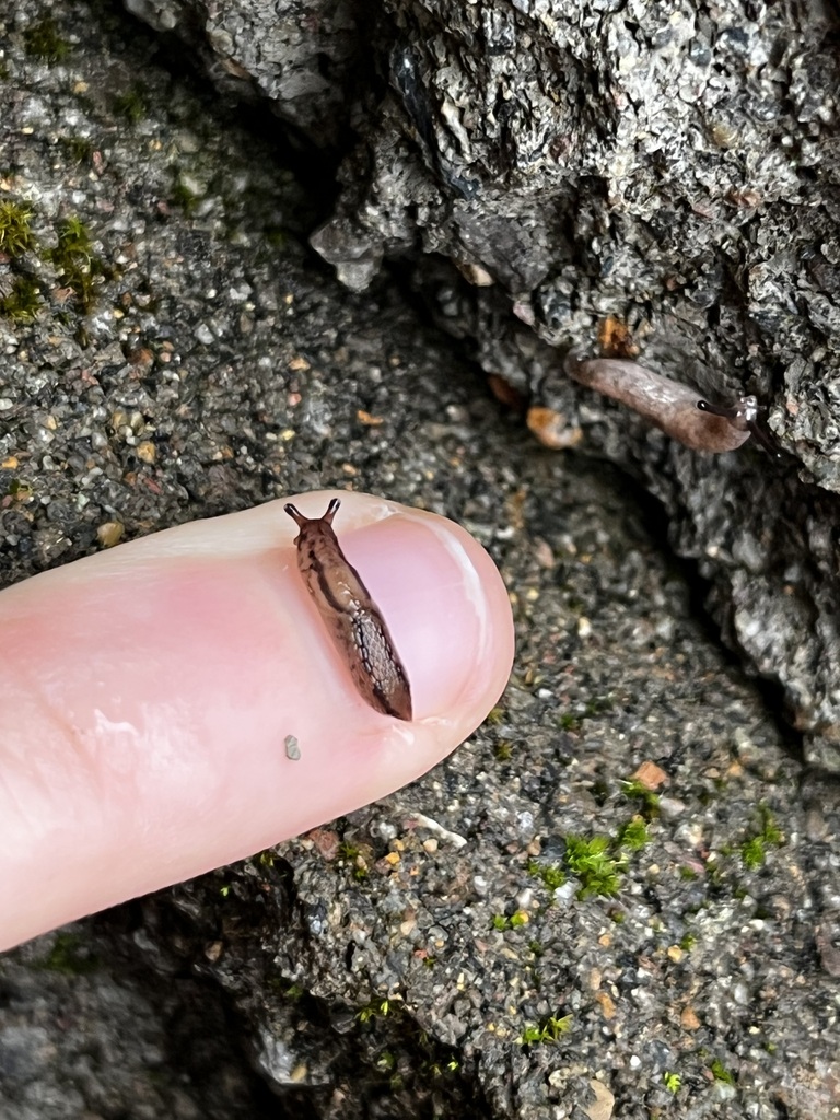 Leopard Slug from North Bend, OR 97459, USA on February 18, 2024 at 03: ...