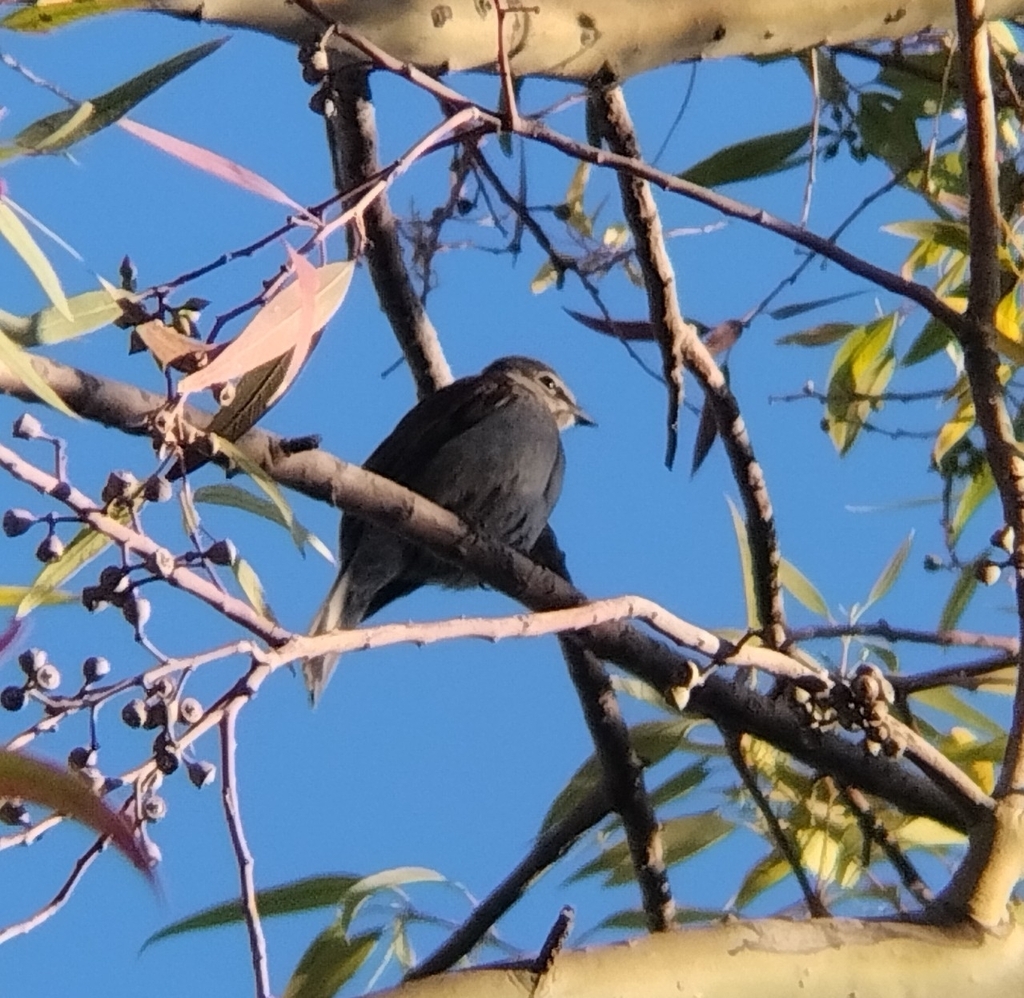 Brown-backed Solitaire in February 2024 by sebastian_albaranoguez ...