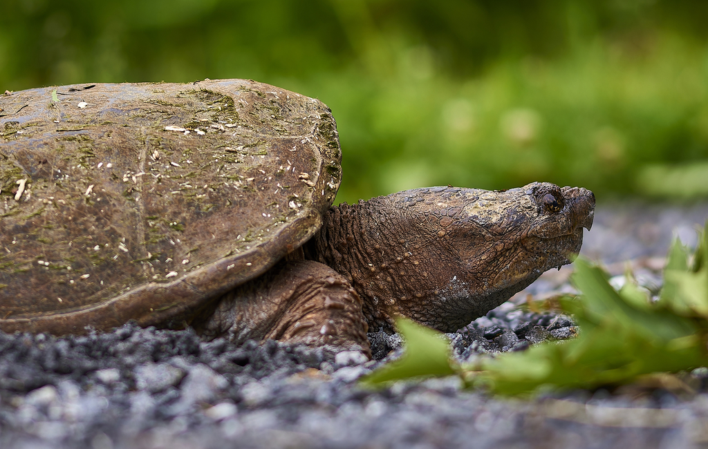 Common Snapping Turtle (Casa Tortuga) · iNaturalist