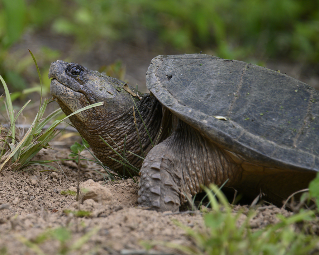 Snapping Turtle (Reptiles of Appalachia) · iNaturalist