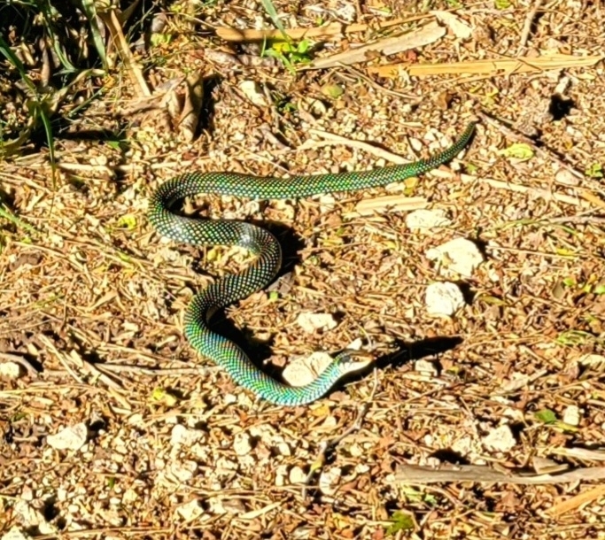 Speckled Racer in December 2021 by deserted_h0lly · iNaturalist