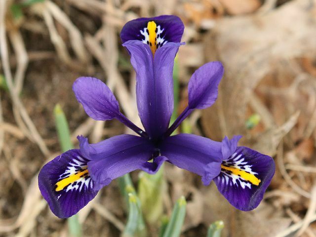 Netted Iris from Oakland Lake, Bayside, Queens, NY, USA on March 3 ...