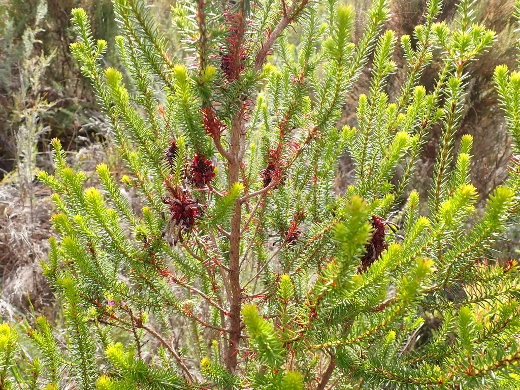 Bottle Green Heath from Uitzicht 216, Portion 72, Garden Route District ...