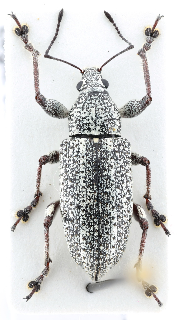 Geonemini from Oviedo, Dominikánská republika on June 14, 2023 at 09:40 ...