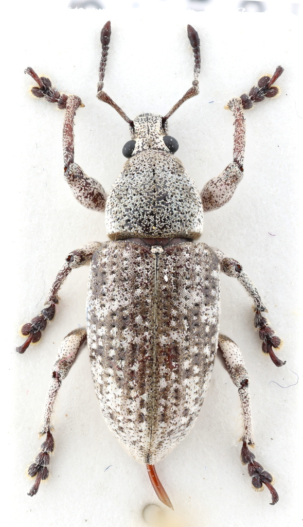 Geonemini from Oviedo, Dominikánská republika on June 14, 2023 at 09:40 ...