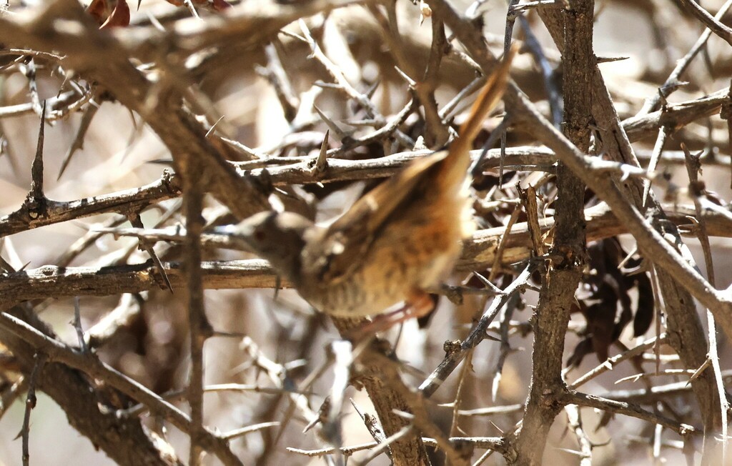Barred Wren-Warbler from Khomas Region, Namibia on October 31, 2023 at ...