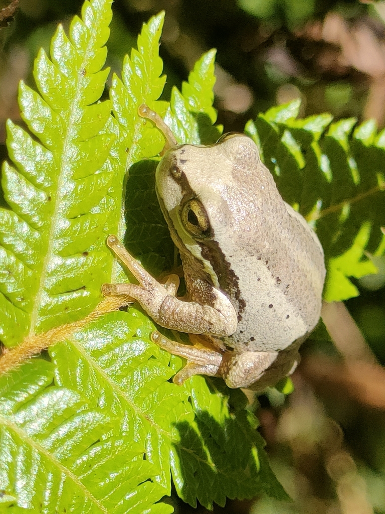Brown Tree Frog from Upper Totara Ecological Area, NZ-WC-WL, NZ-WC, NZ ...