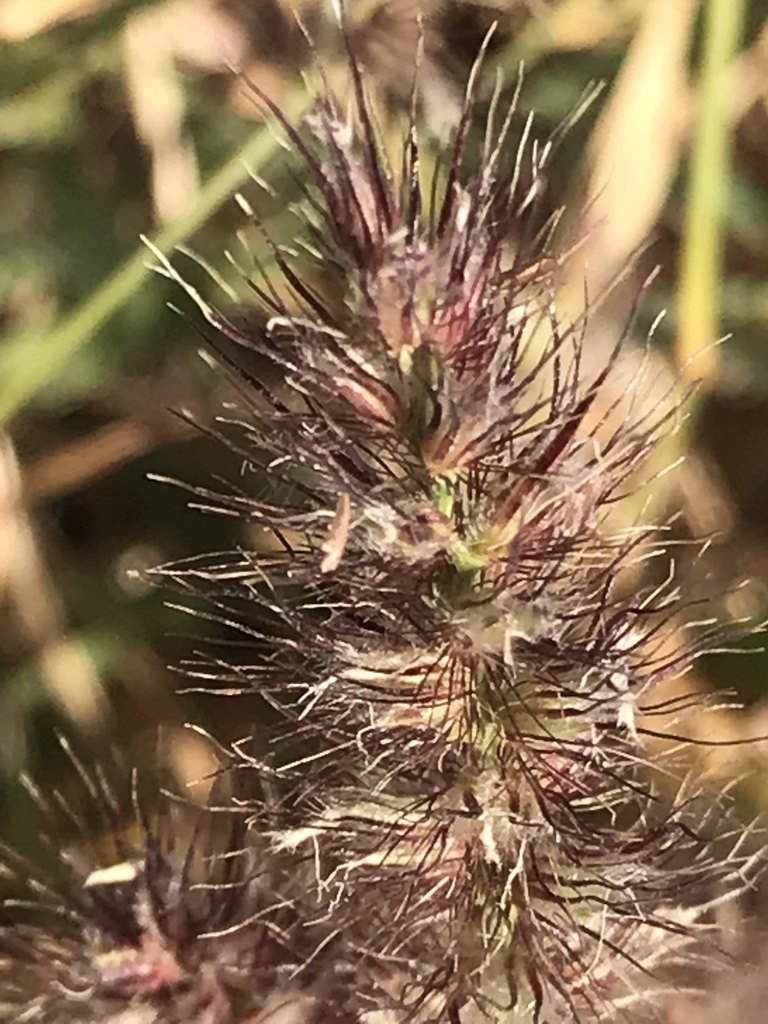 buffelgrass (Cenchrus ciliaris) - Botanical Realm