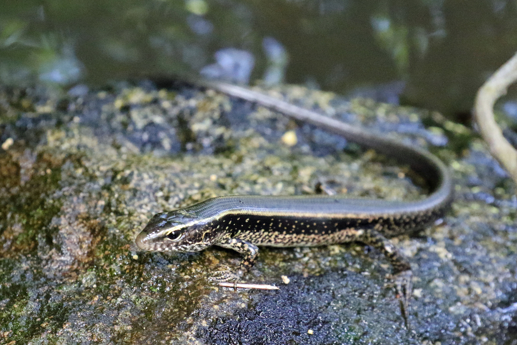 Eastern Water Skink from Mackay QLD, Australia on February 18, 2024 at ...