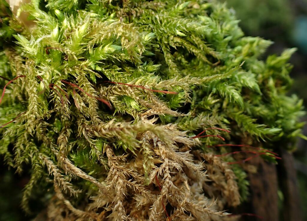 Rough-stalked Feather-moss from High Plantation, Derbyshire on 20 ...