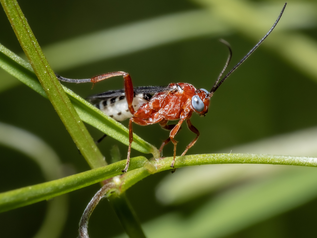 Pimpla marginella from Ruskin, FL, USA on February 20, 2024 at 01:24 PM ...