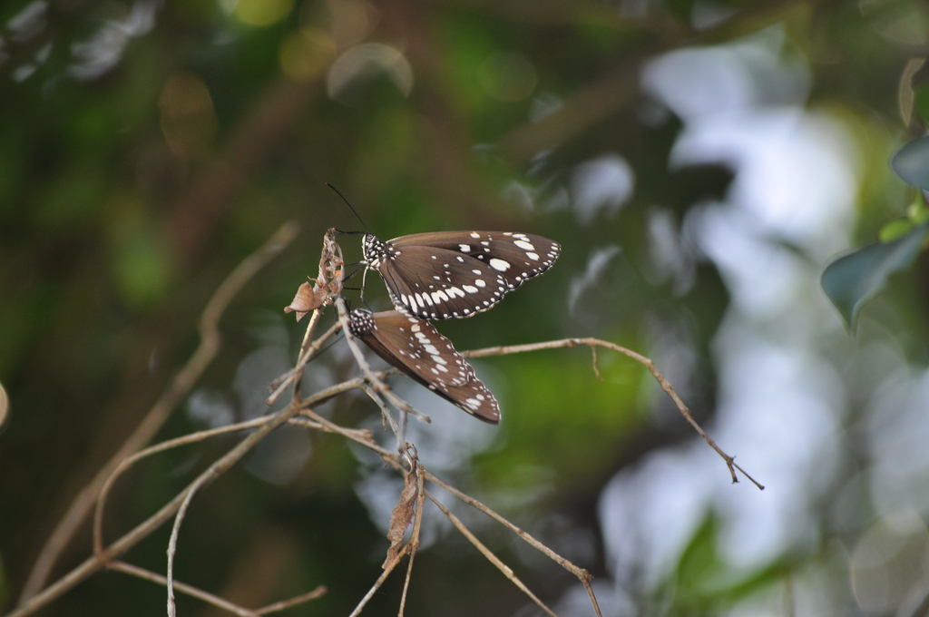 Common Australian Crow from Brisbane QLD, Australia on February 20 ...