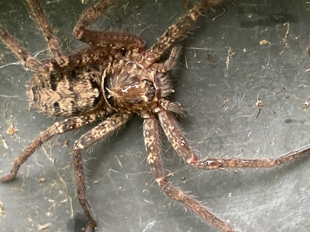 Jungle Huntsman Spider from Burraneer Rd, Coomba Park, NSW, AU on ...