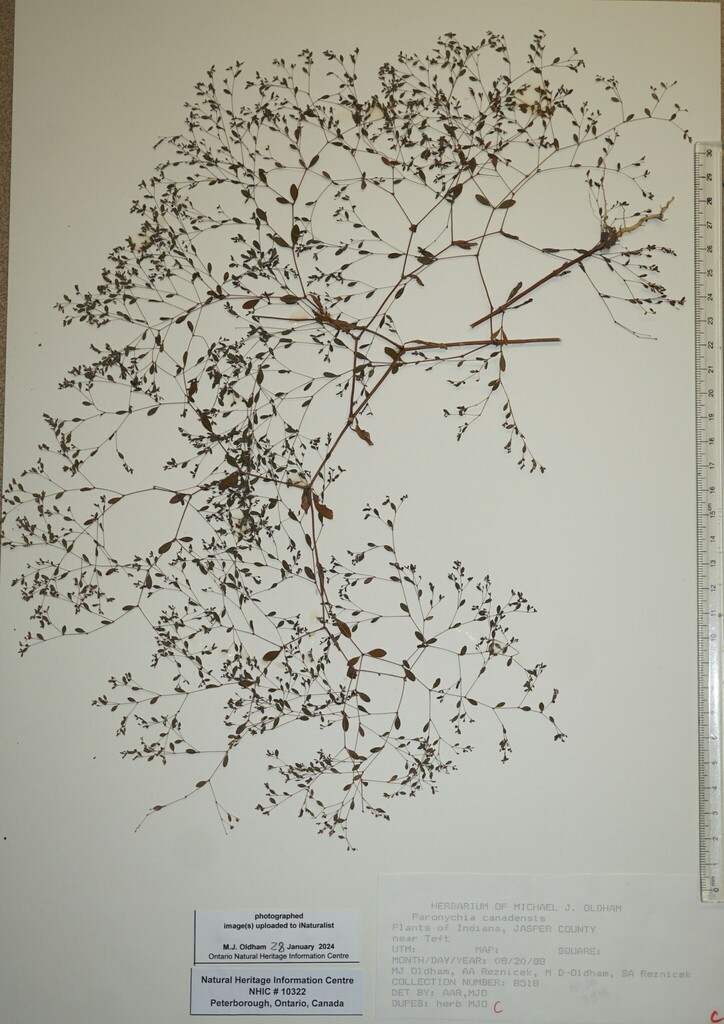 forked nailwort from USA, Indiana, Jasper County, ca. 2mi SE of Tefft ...