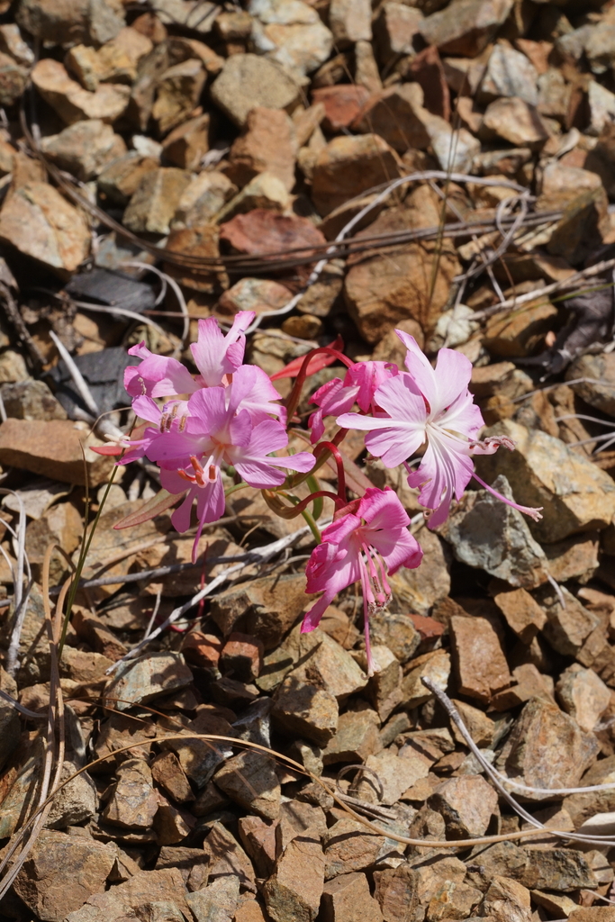 fairy fans in April 2023 by Matt Reala · iNaturalist