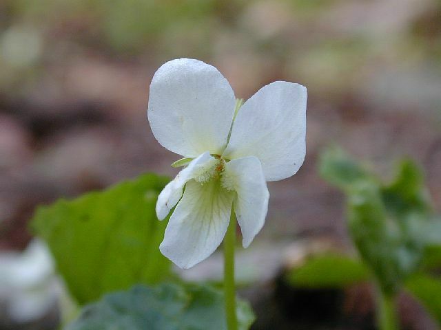 violets from Cunningham Park, Queens, NY, USA on April 29, 2000 at 07: ...