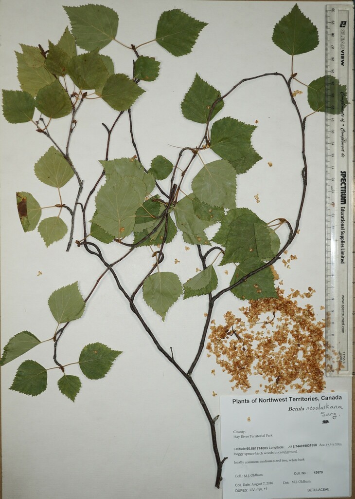 Alaska Paper Birch from Canada, Northwest Territories, County, Hay ...